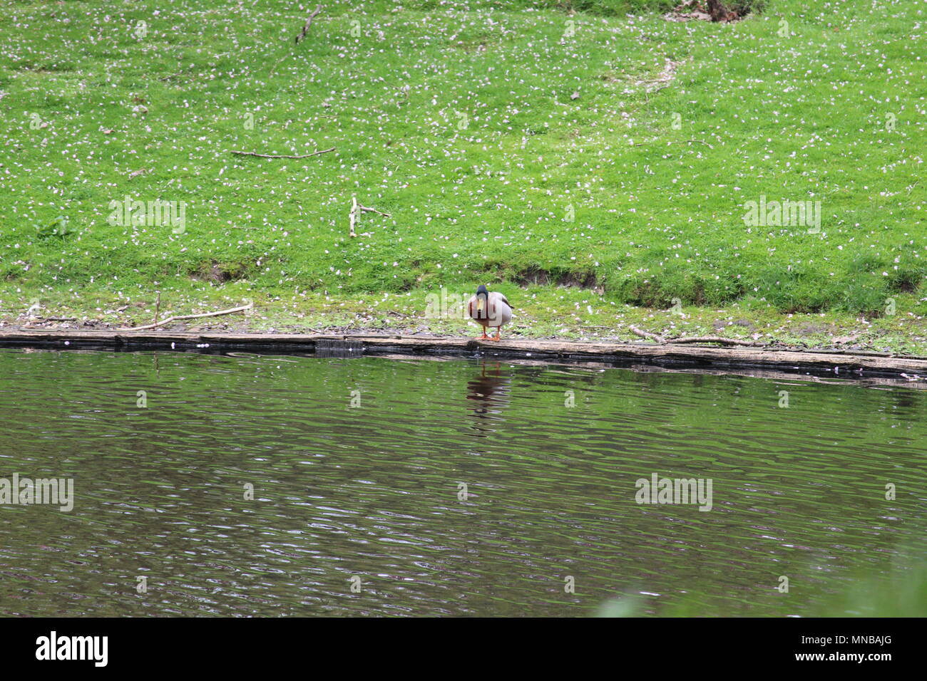 Duck In The Water Stock Photo - Alamy
