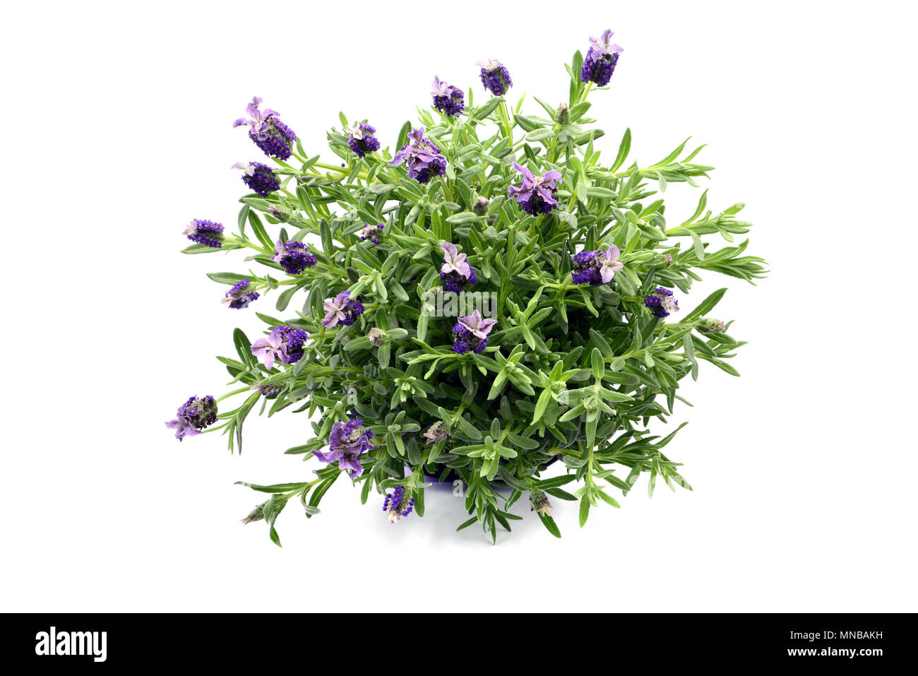 top view of spanish lavender (Lavandula stoechas) on white isolated ...