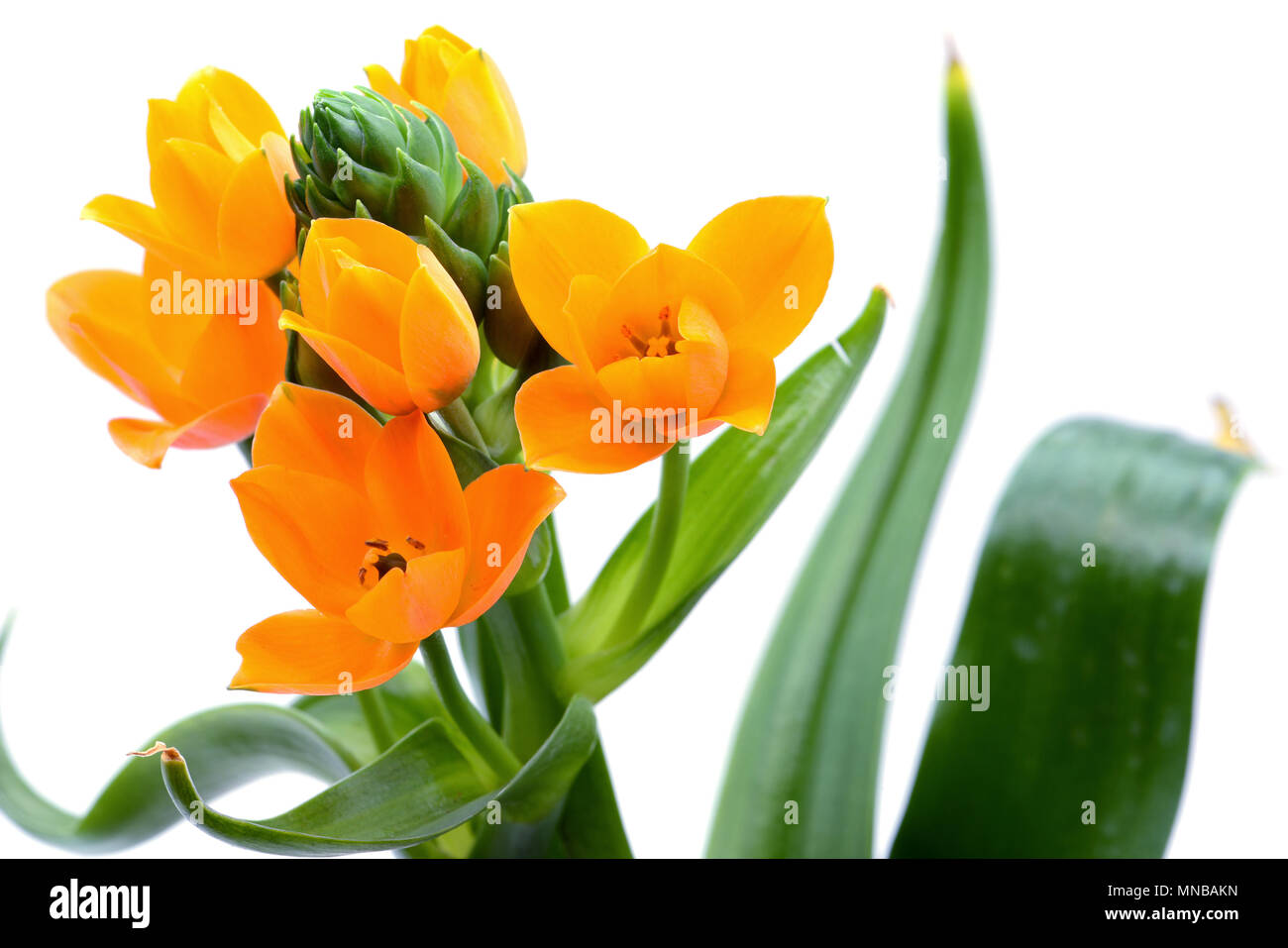 Star-of-Bethlehem flower (Ornithogalum dubium). orange flower on white ...