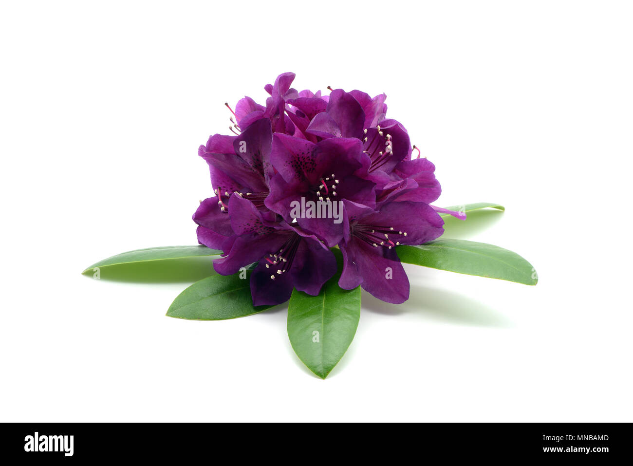 dark purple Rhododendron flower heads on white isolated background ...