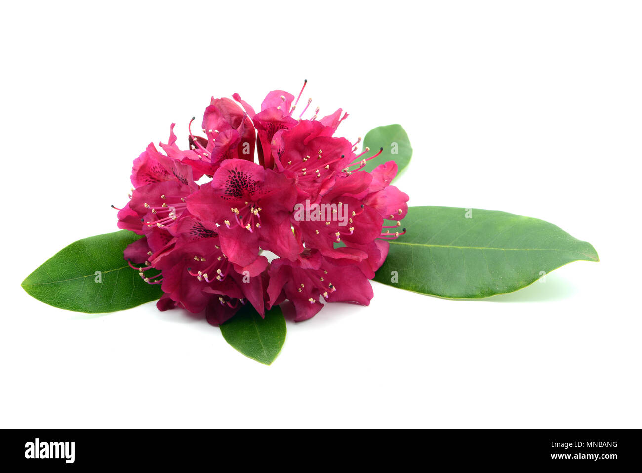 red Rhododendron flower heads on white isolated background Stock Photo ...