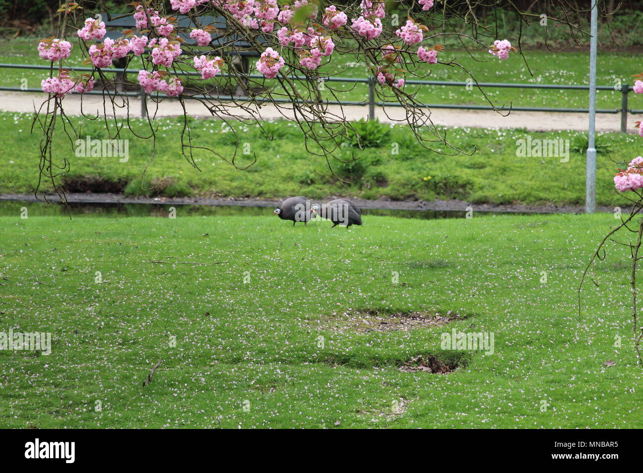 Running around the garden hi-res stock photography and images - Alamy