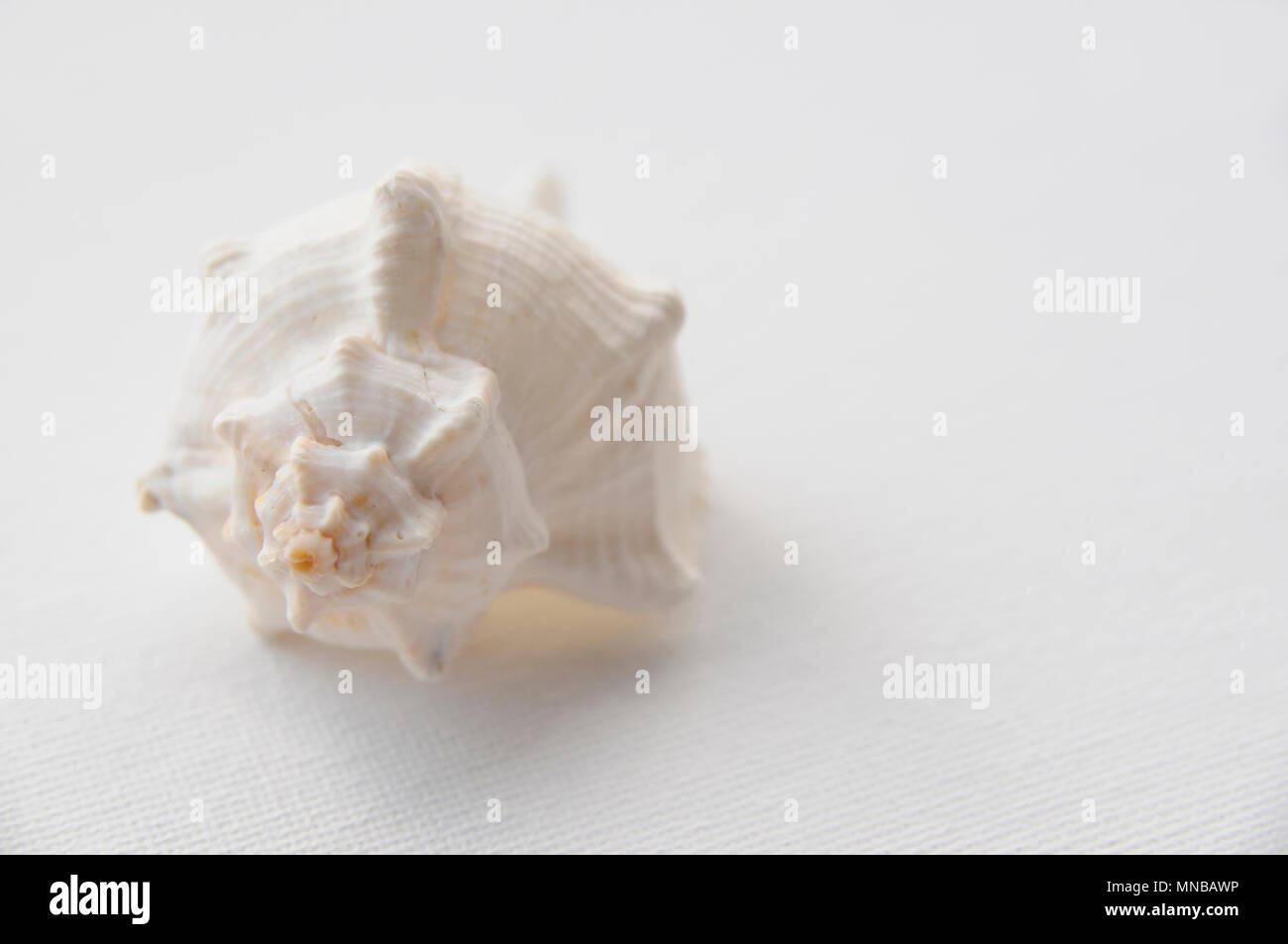 White conch shells hi-res stock photography and images - Alamy