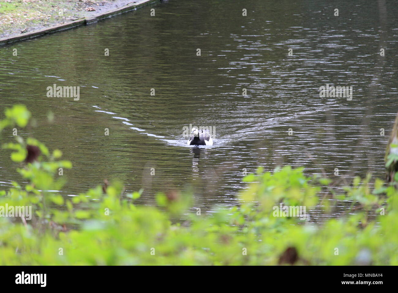 Duck In The Water Stock Photo - Alamy