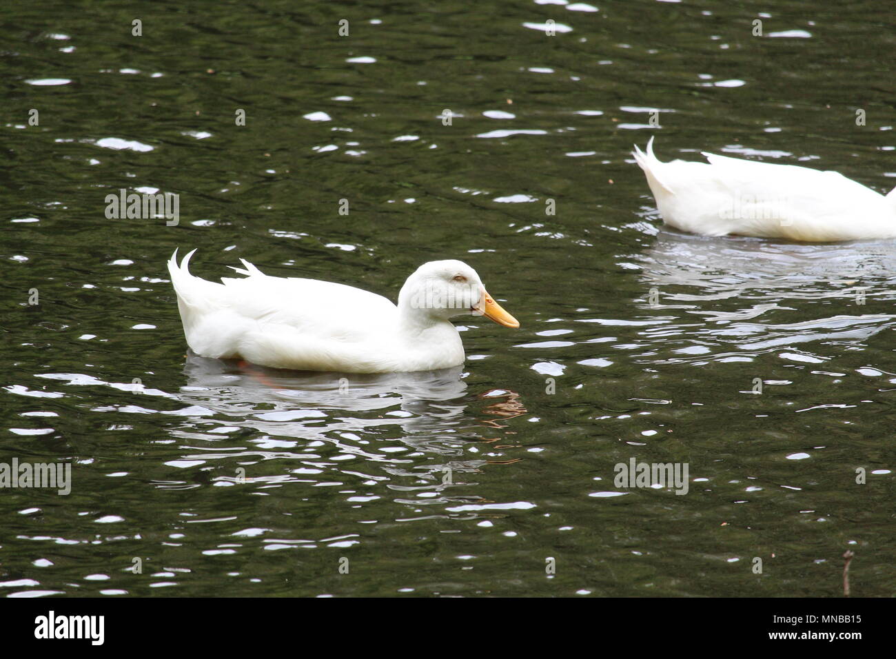 Duck In The Water Stock Photo - Alamy