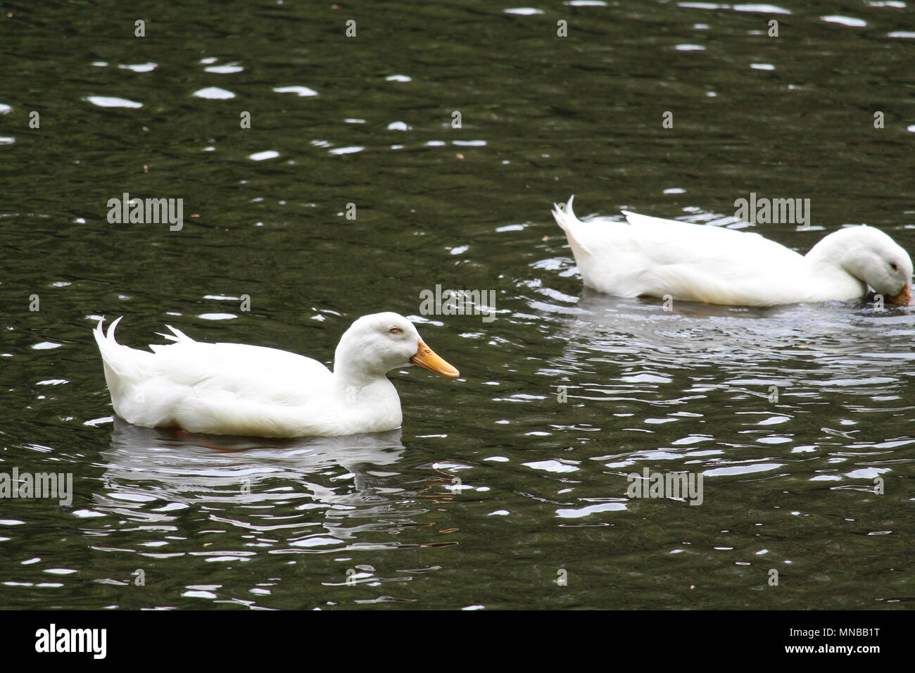 Duck In The Water Stock Photo - Alamy