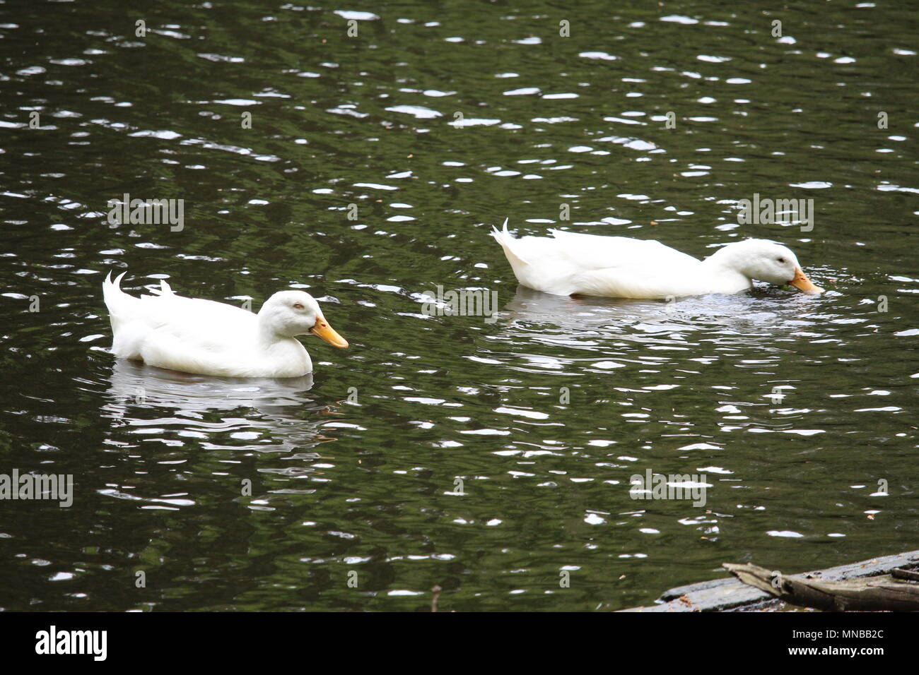 Duck In The Water Stock Photo - Alamy