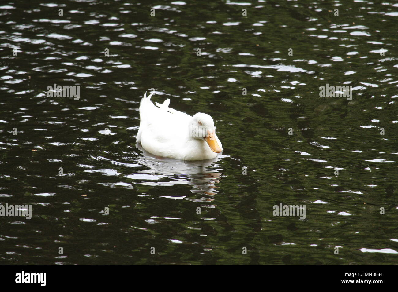 Duck In The Water Stock Photo - Alamy