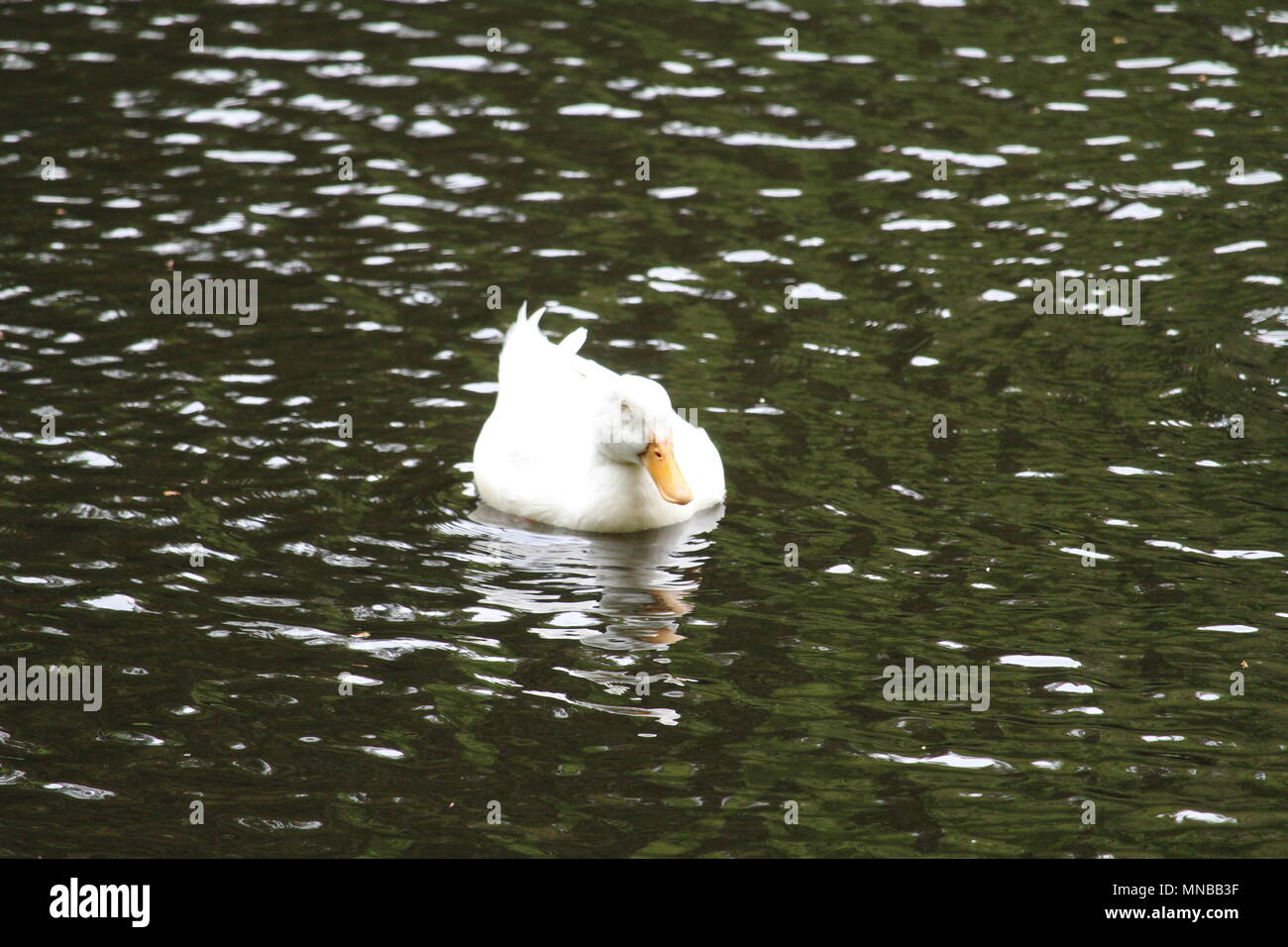 Duck In The Water Stock Photo - Alamy