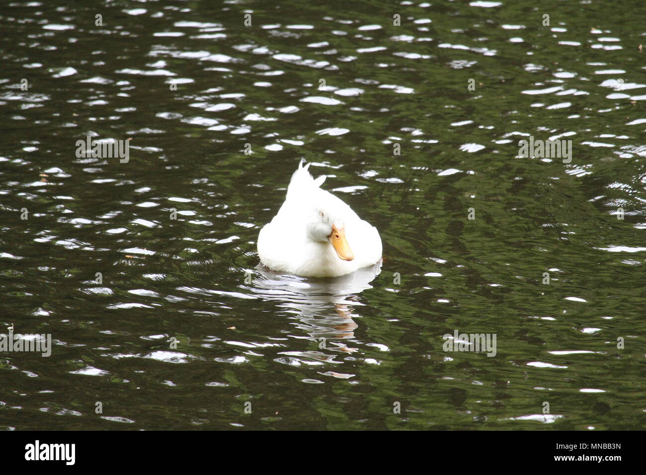 Duck In The Water Stock Photo - Alamy