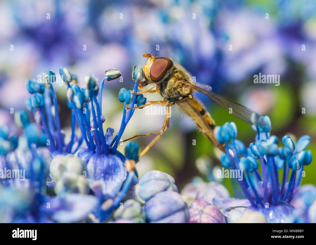 A macro shot of a hoverfly collecting pollen from a hydrangea bloom ...