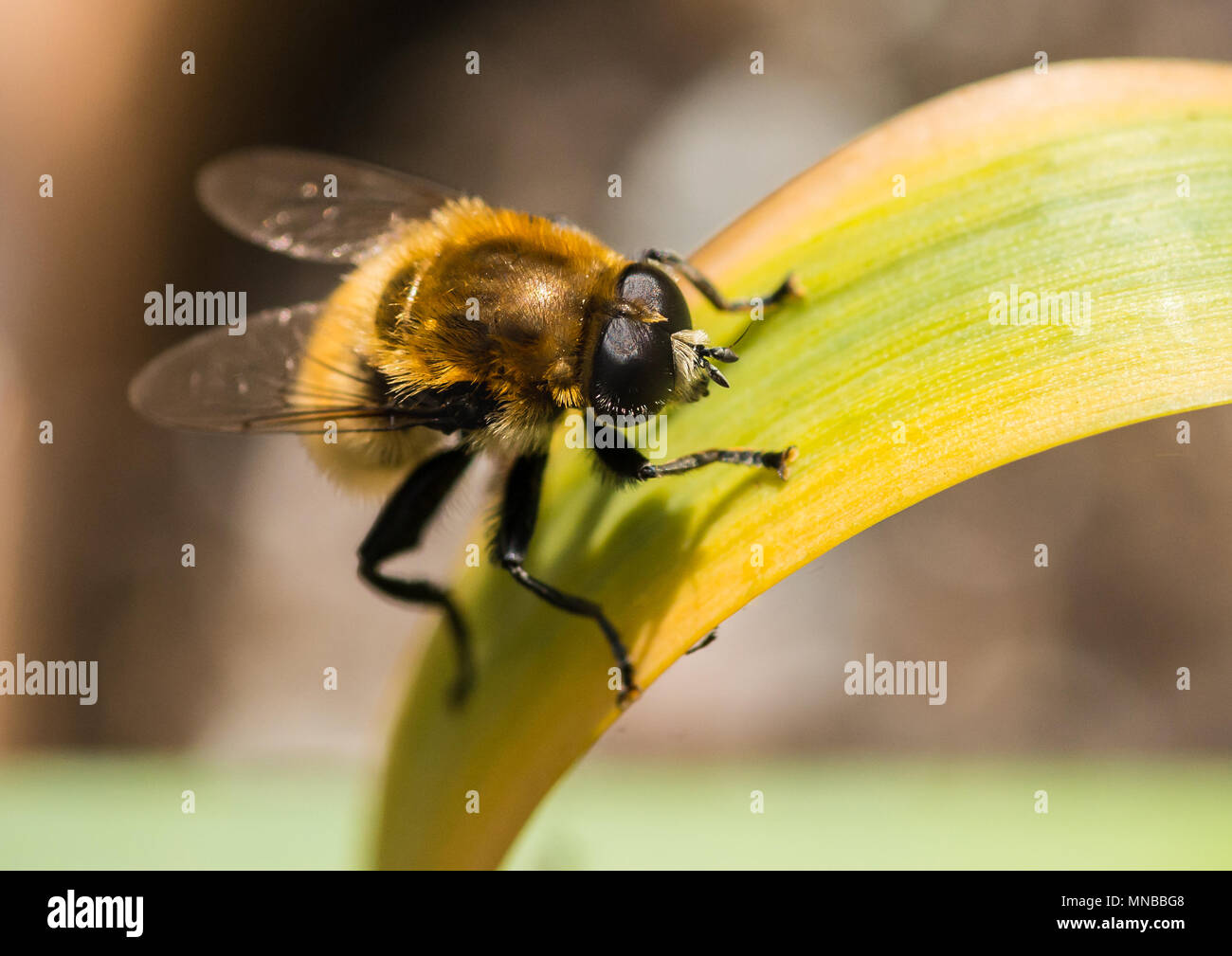 Furry fly hi-res stock photography and images - Alamy