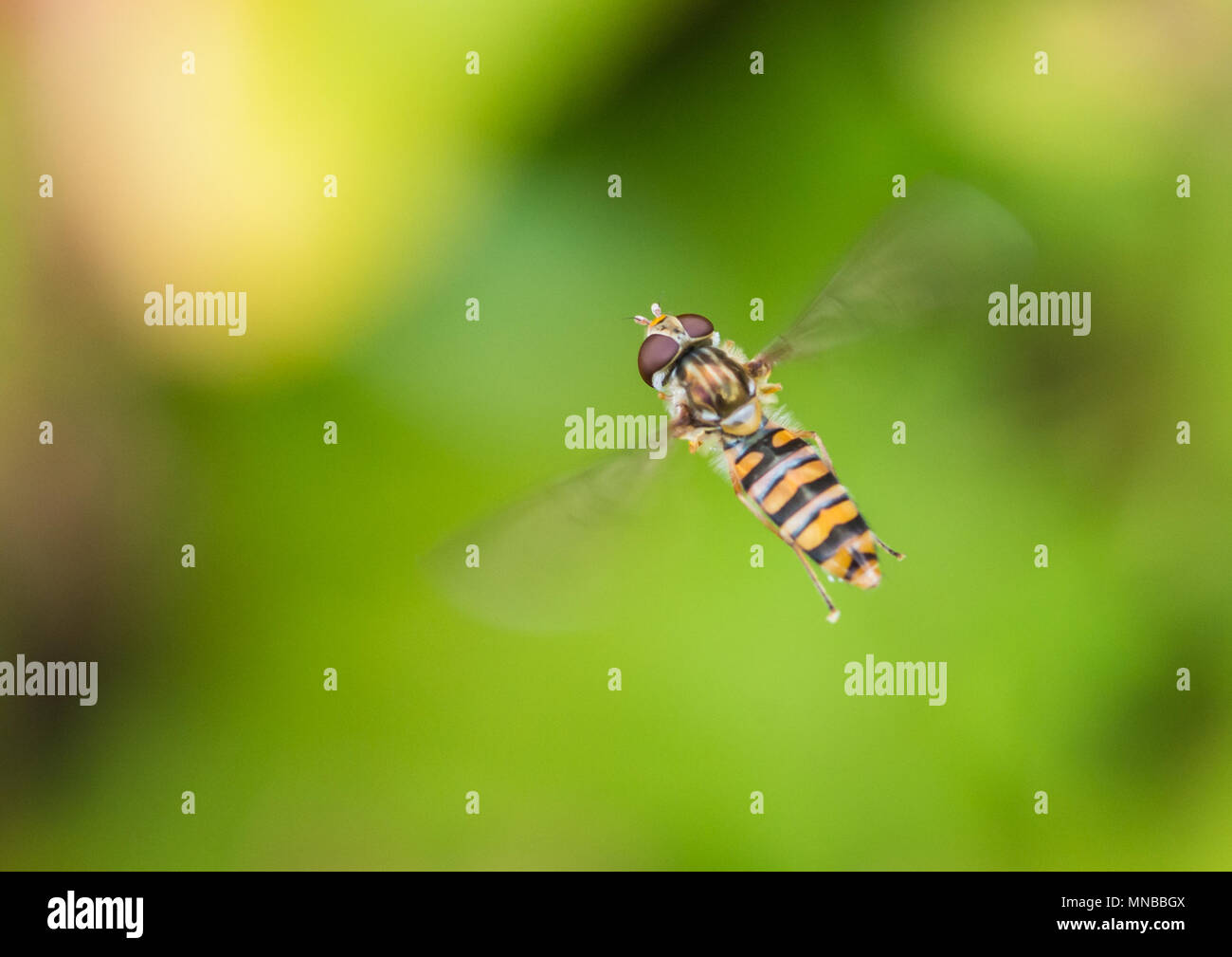 Hoverfly syrphidae hovering hi-res stock photography and images - Alamy