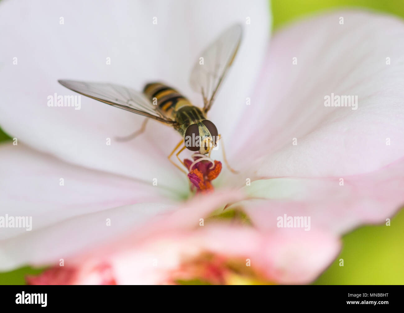 A macro shot of a hoverfly collecting pollen from a pelargonium bloom ...