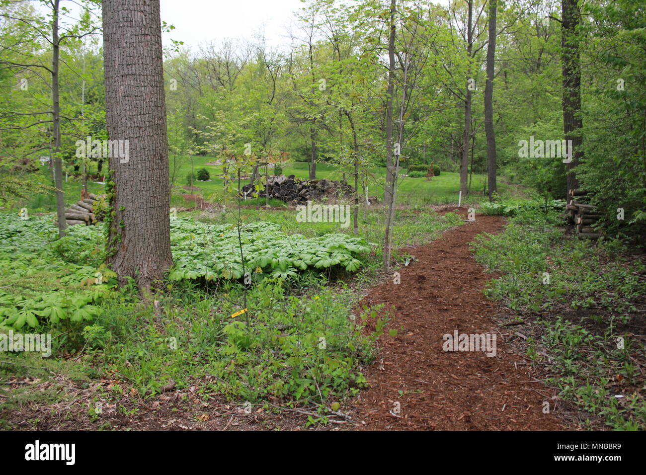 Professionally landscaped backyard in an upscale residential ...