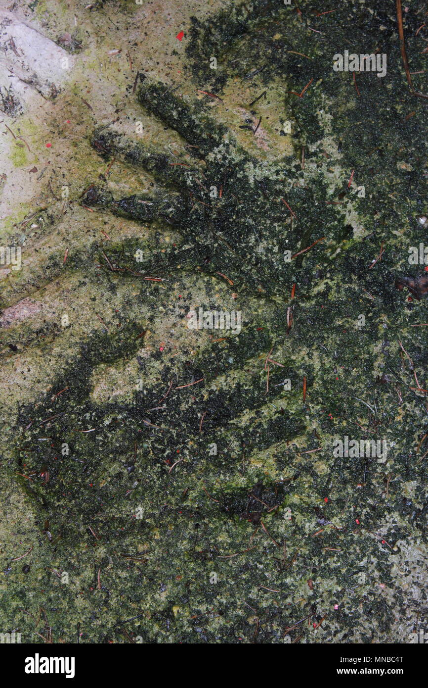 Dusky fingers hi-res stock photography and images - Alamy