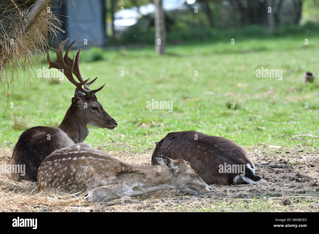 Young deer eating grass near hi-res stock photography and images - Alamy