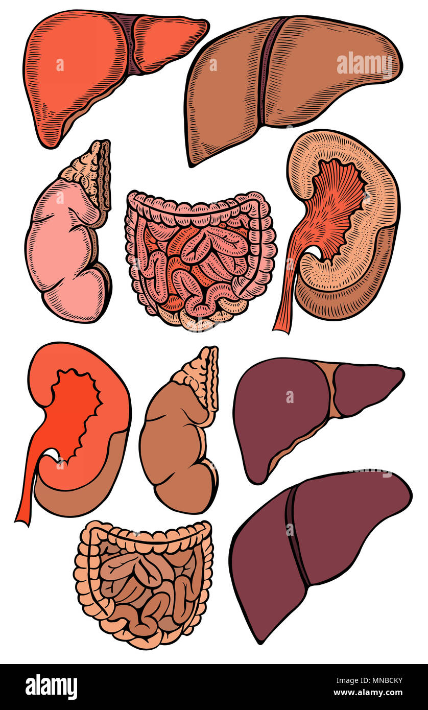 Colored Healthy viscera system part isolated on white paper background ...