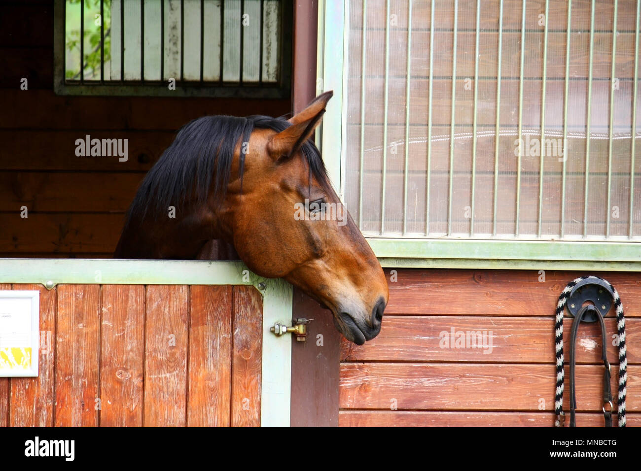 Head of a brown horse in a wooden stable Stock Photo - Alamy