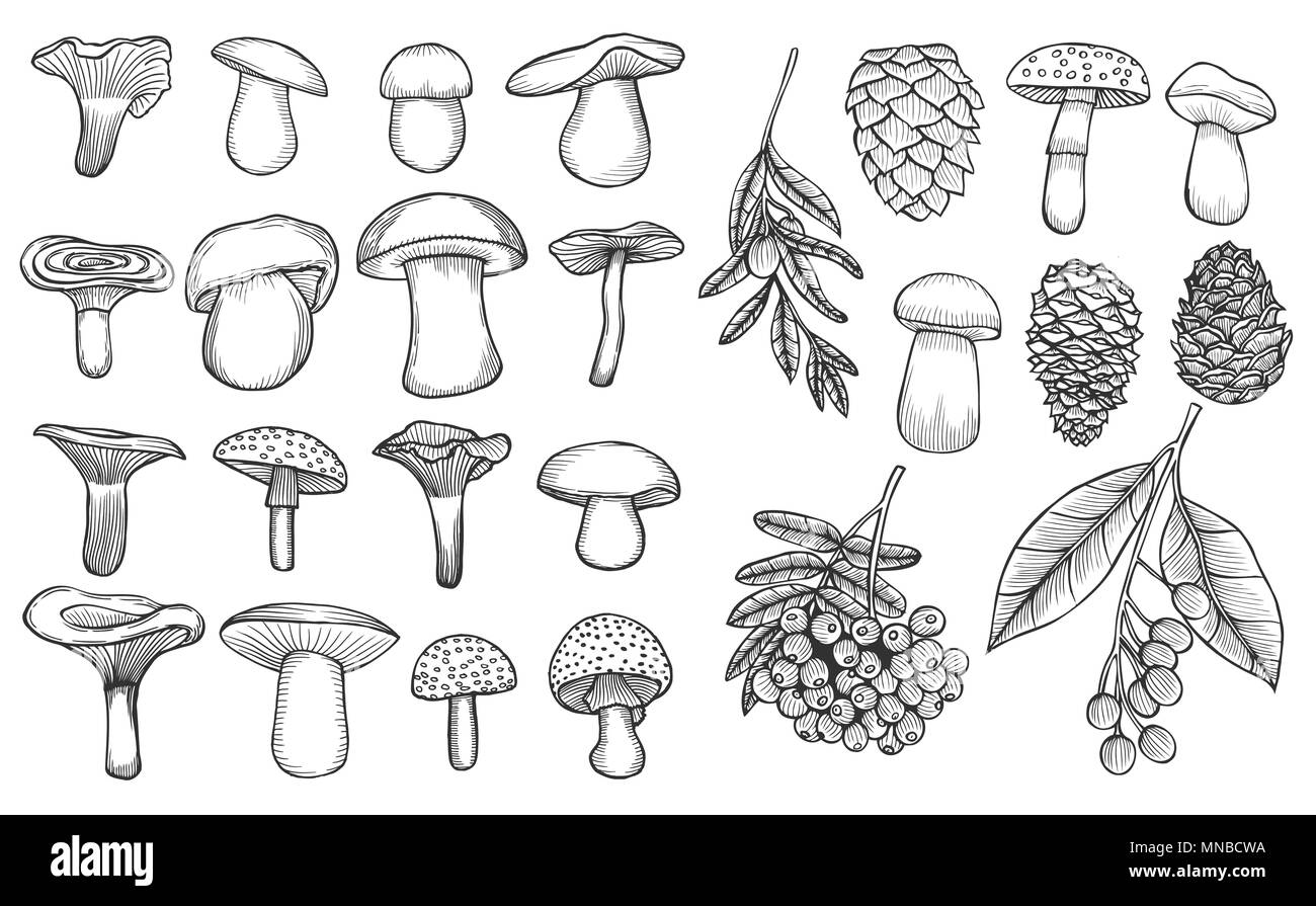 Set of mushroom illustration, drawing, engraving line Stock Photo - Alamy