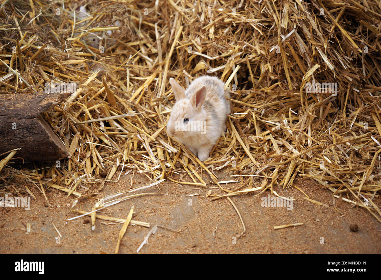 Rabbit and baby hi-res stock photography and images - Alamy