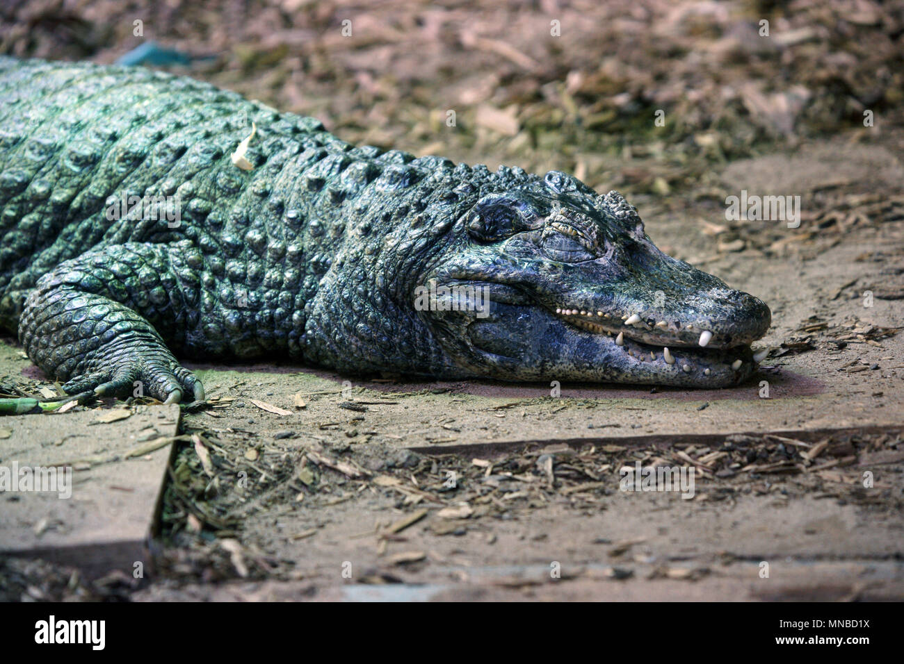 Caimaninae hi-res stock photography and images - Alamy