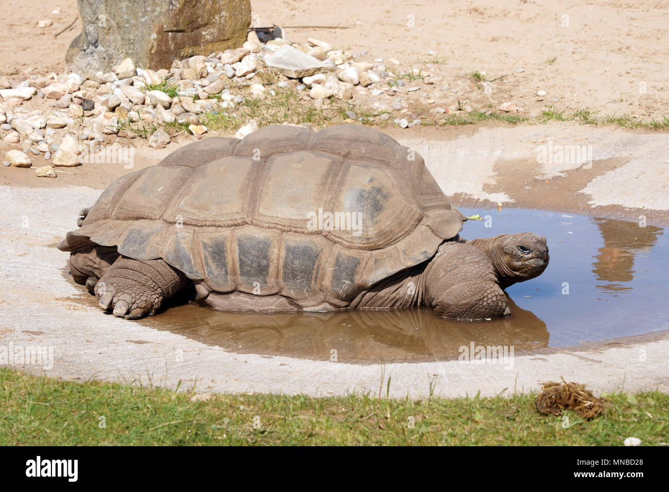 Giant tortoise bathing Stock Photo - Alamy