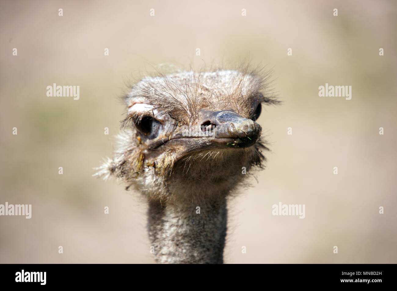 Ostrich close up of face Stock Photo - Alamy