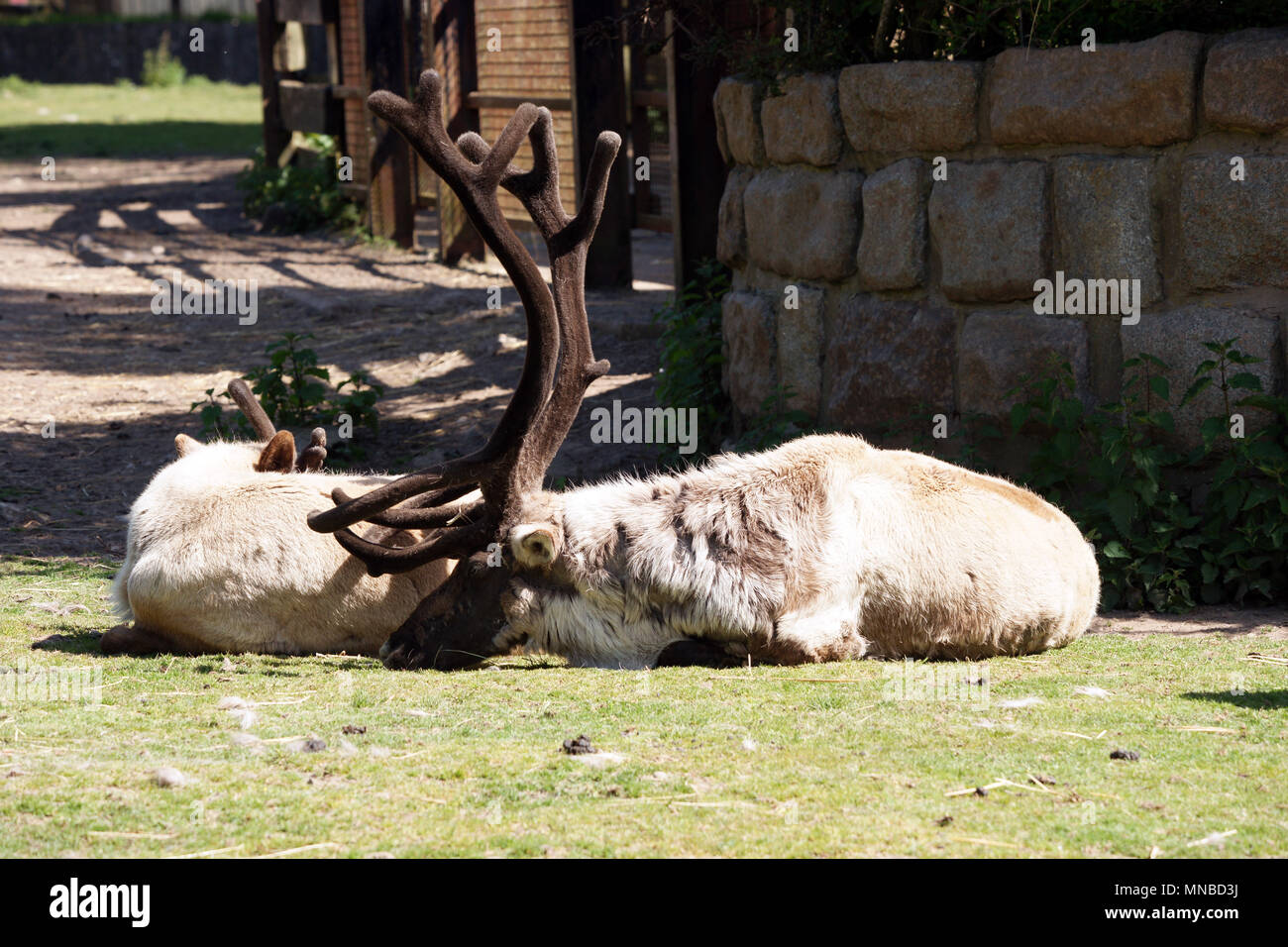 Sleeping reindeer hi-res stock photography and images - Alamy