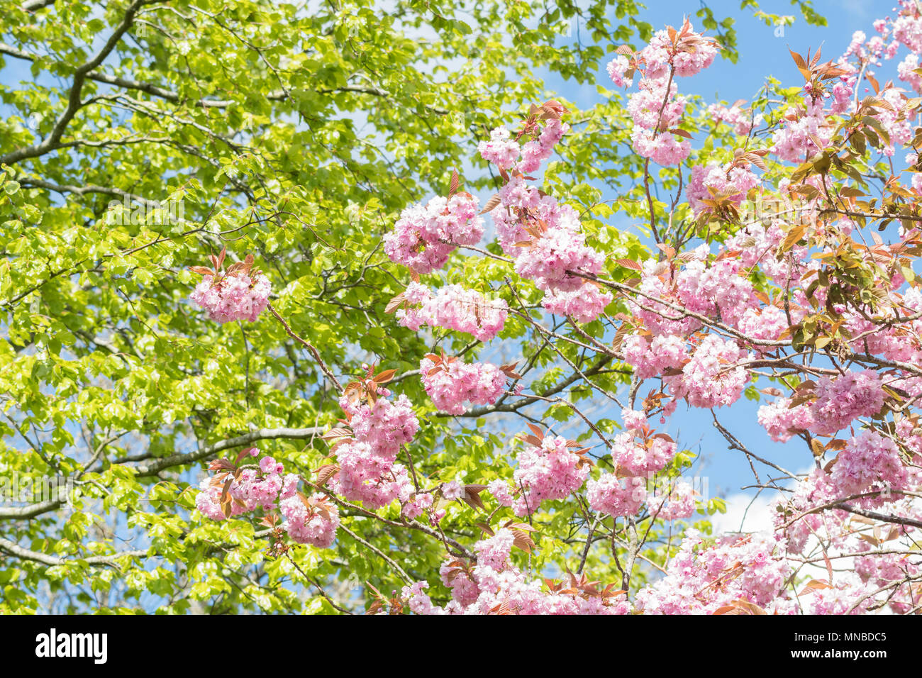 Spring blossom trees tree hi-res stock photography and images - Alamy