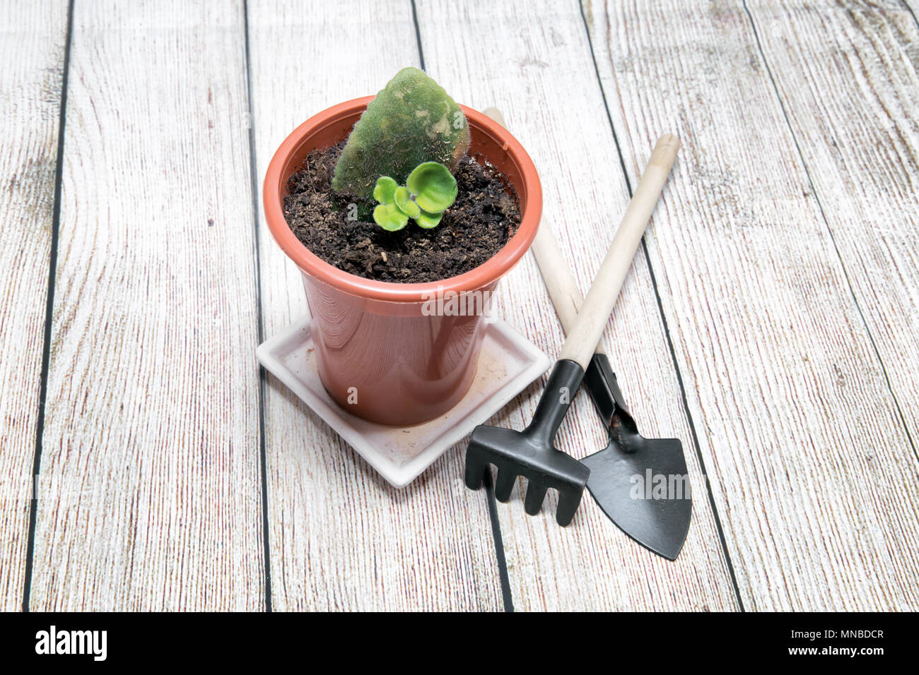 Growing violets from leaf. Planting and care Stock Photo - Alamy