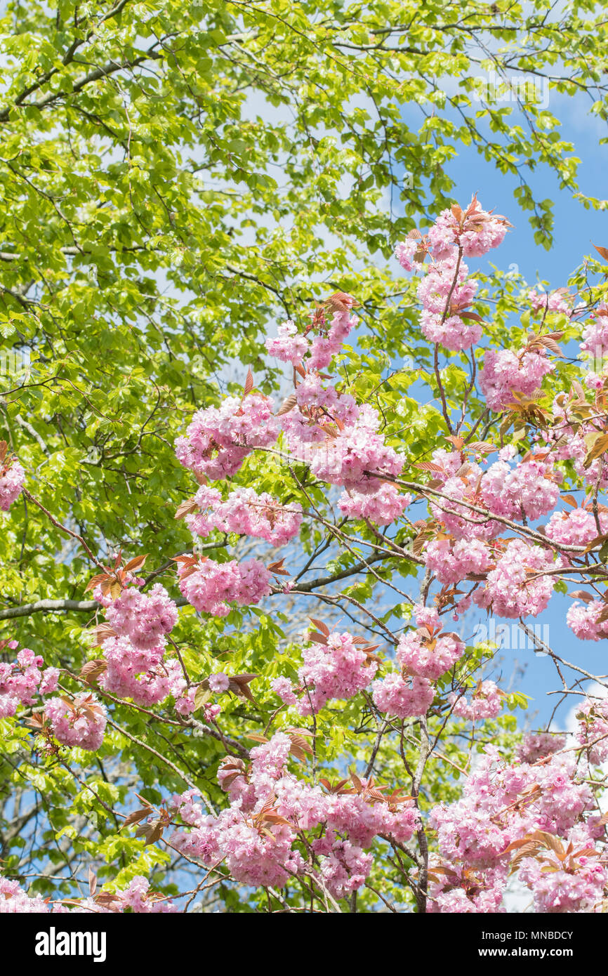 Spring leaves and blossom - uk Stock Photo - Alamy