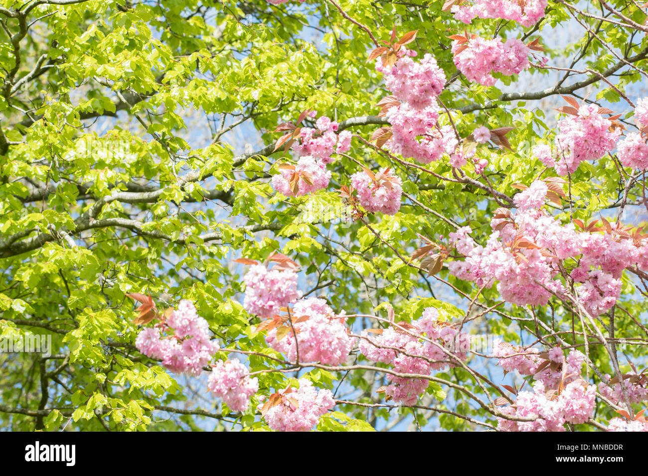 Cherry blossom uk garden hi-res stock photography and images - Alamy