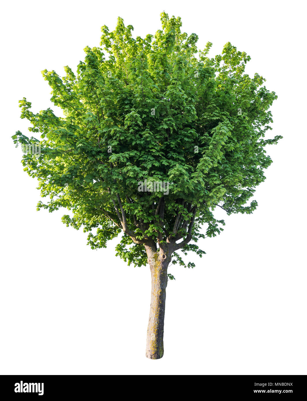 Isolated green tree on pure white background Stock Photo - Alamy
