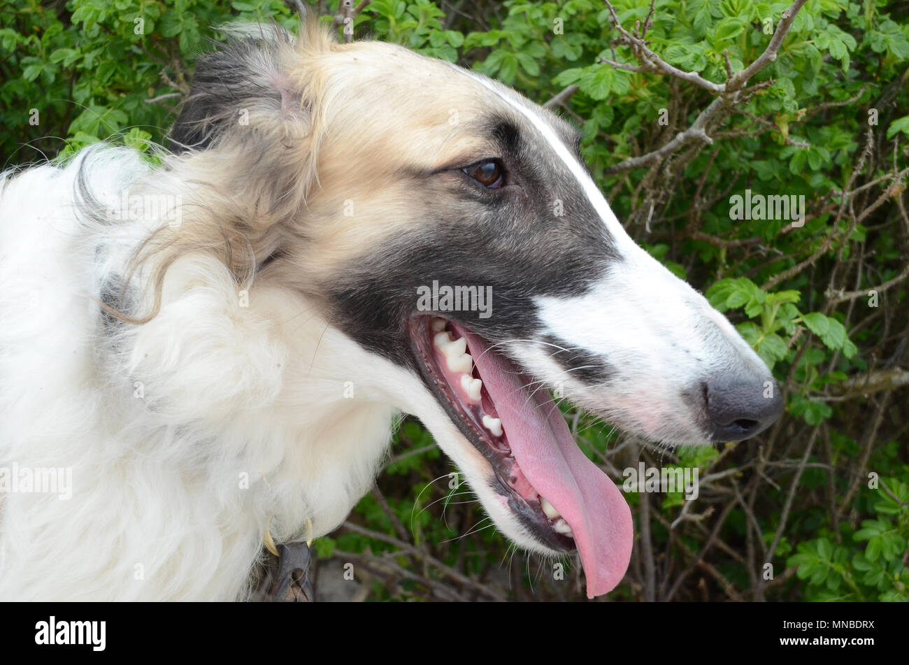 Borzoi hound hi-res stock photography and images - Alamy