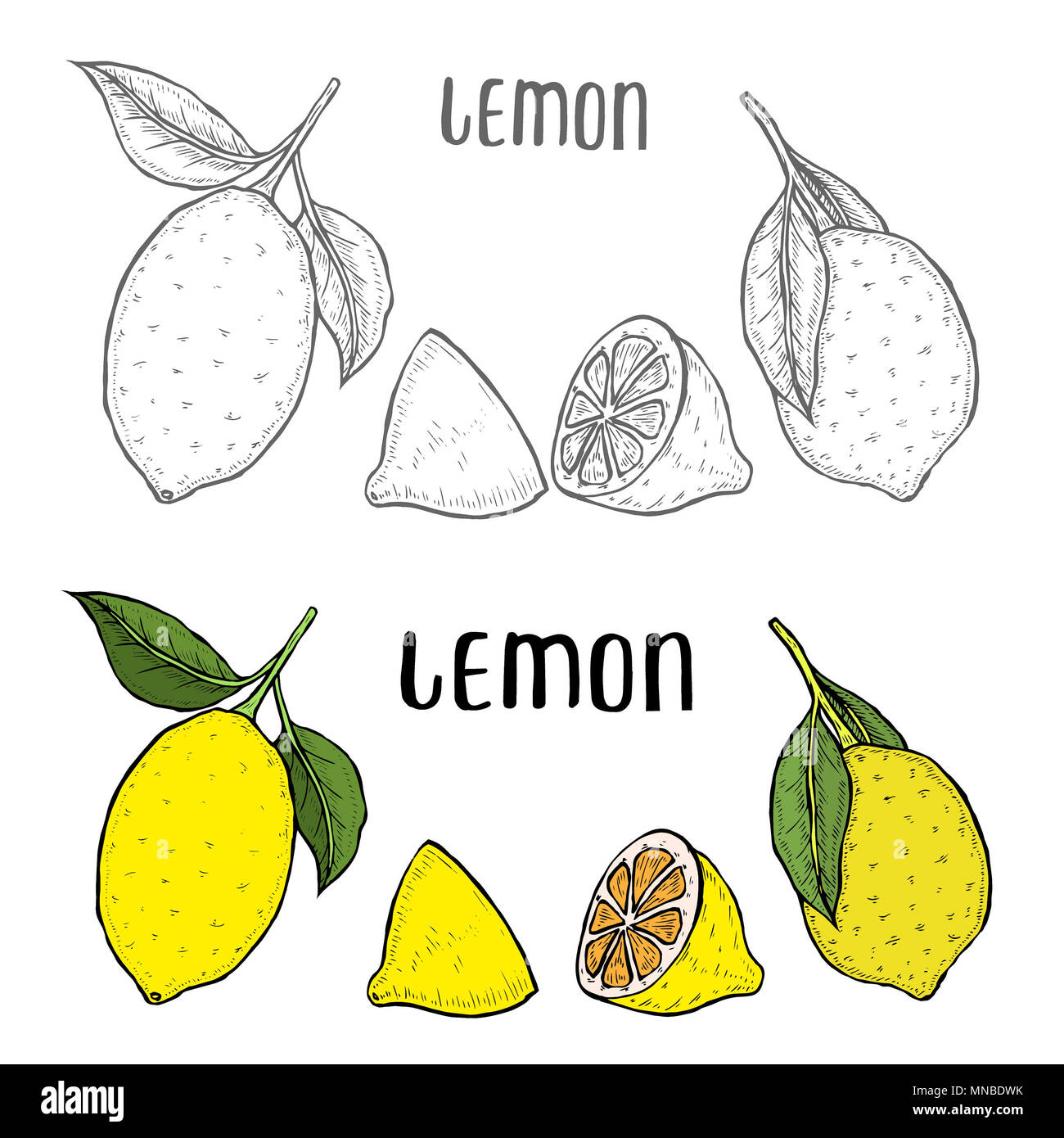 hand drawn lime or lemon set. Whole lemon, sliced pieces, half, leafe and seed sketch. Fruit ...