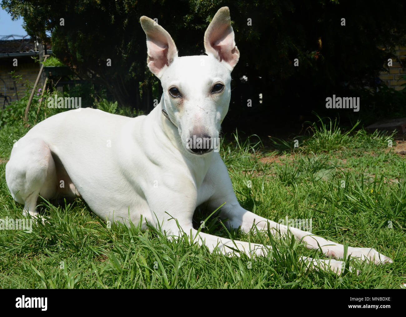 Most Muscular Dog Whippet