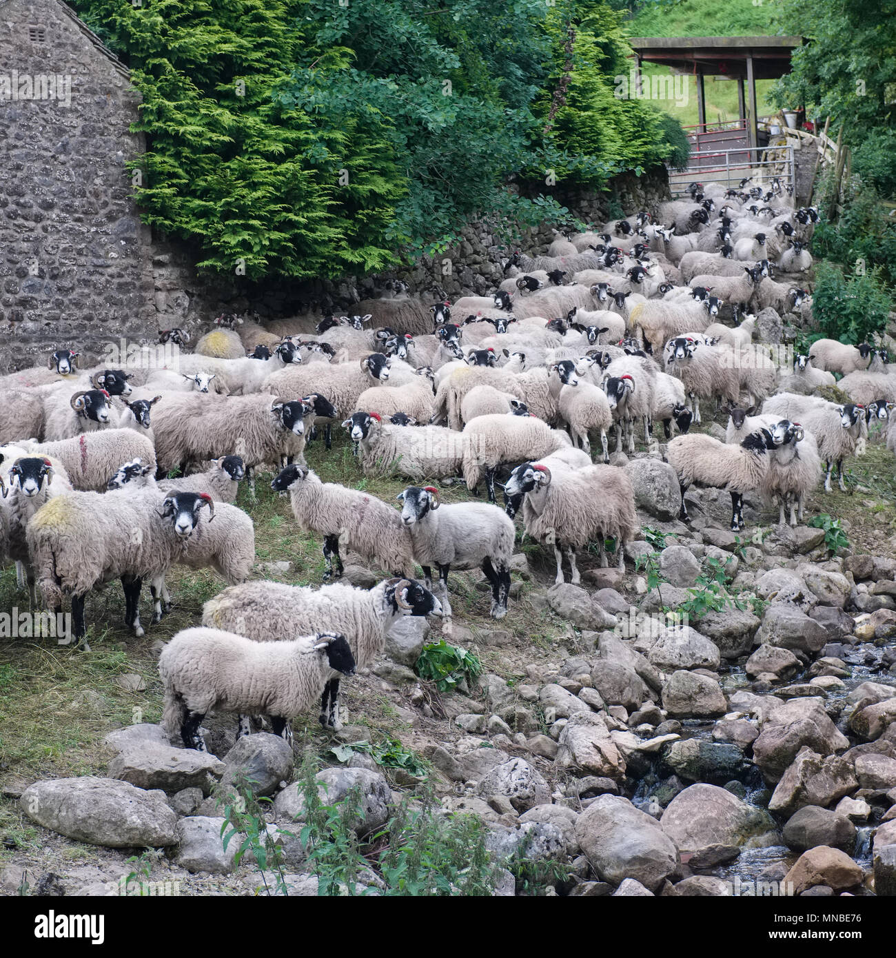 Herd of sheep in the Yorkshire Dales, England Stock Photo - Alamy