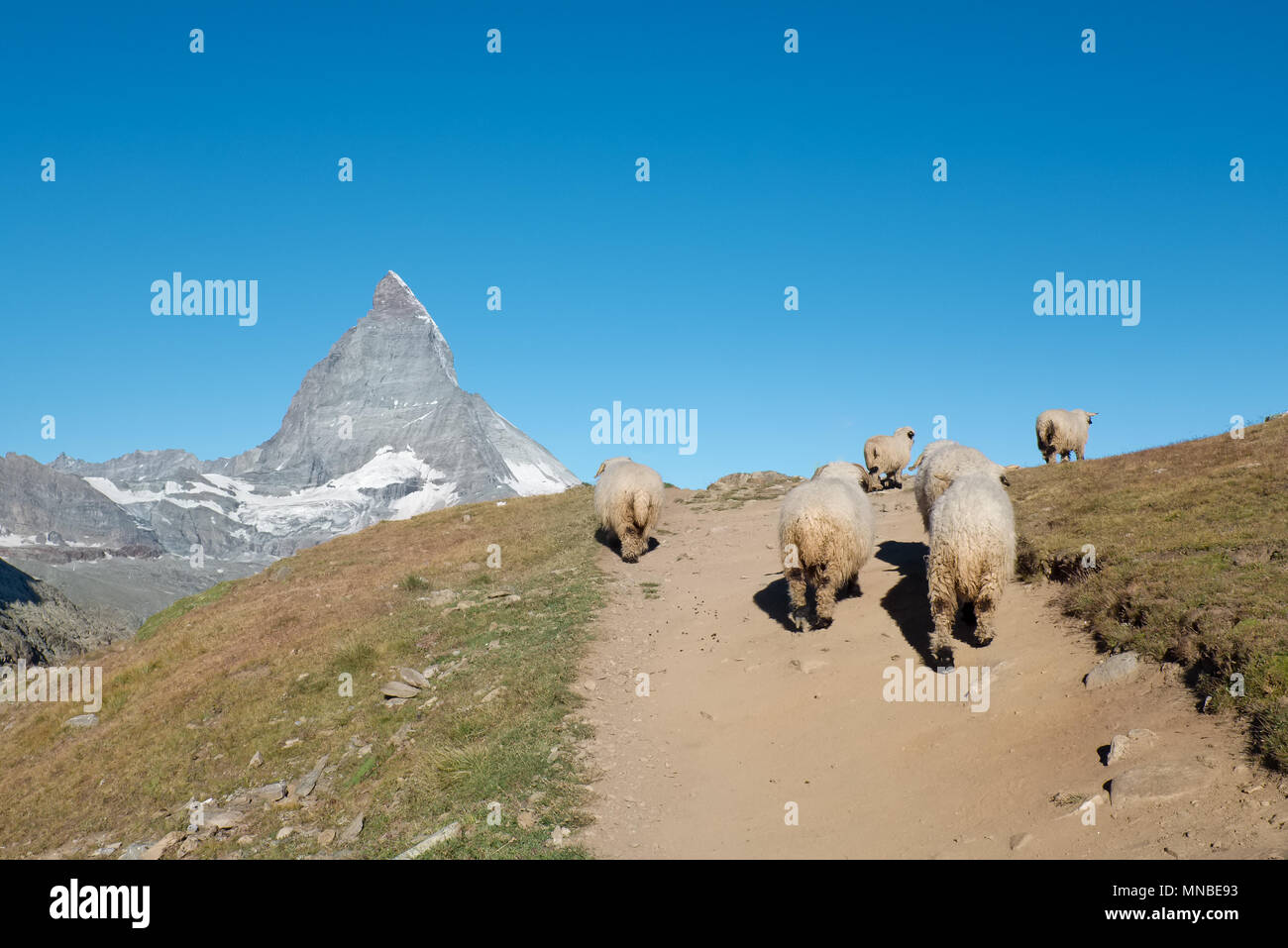 Valais blacknose sheep hi-res stock photography and images - Alamy