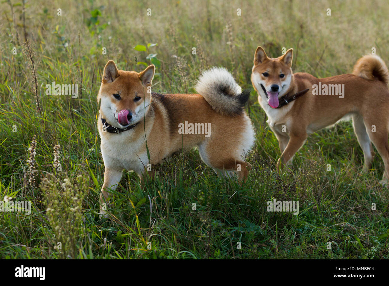 Dogs Japanese breeds Sibu Inu on a background of grass, sunlight Stock ...