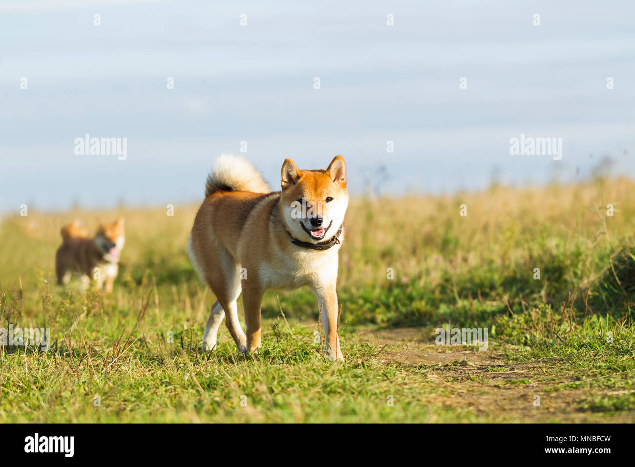Dogs Japanese breeds Sibu Inu on a background of grass, sunlight Stock ...