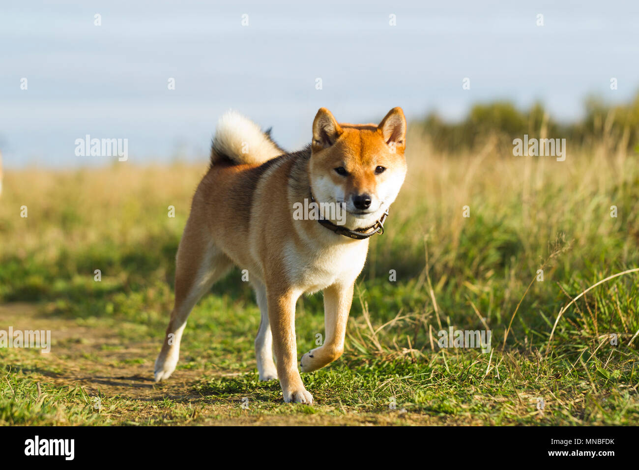 Dogs Japanese breeds Sibu Inu on a background of grass, sunlight Stock ...