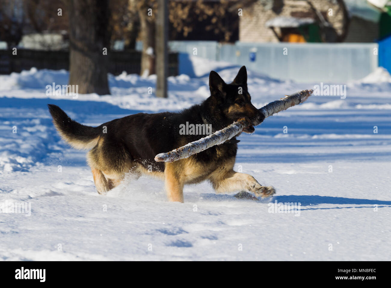 Blue german shepherd hi-res stock photography and images - Alamy