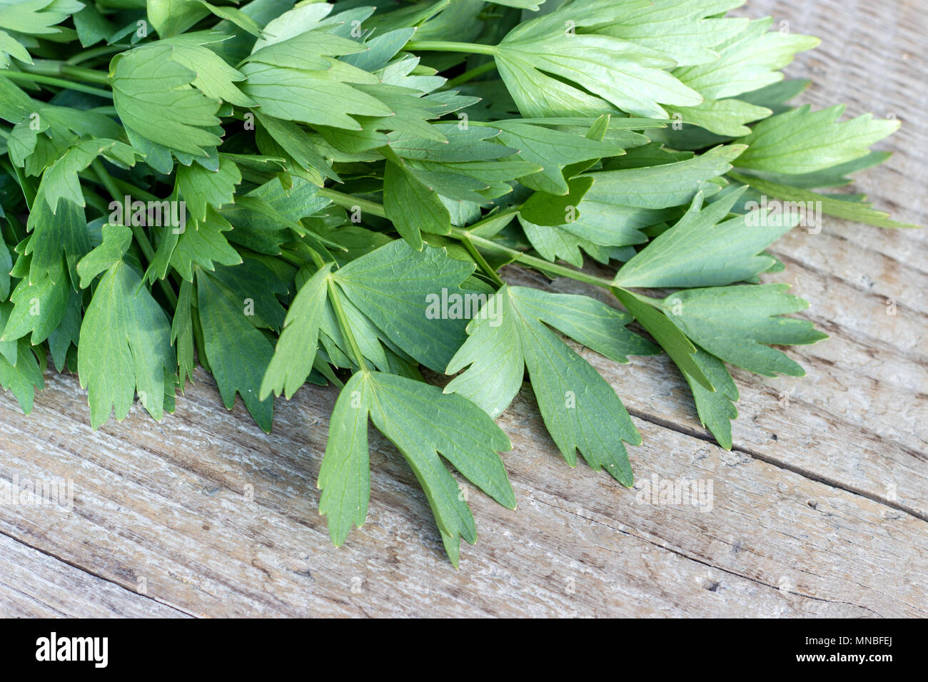 Spice lovage hi-res stock photography and images - Alamy