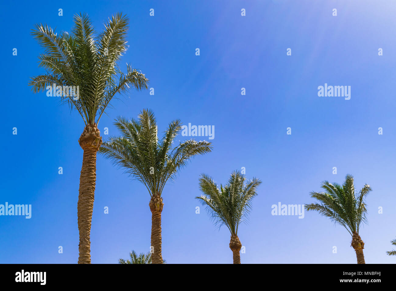 four palms trees on a blue sky and blue clouds background Stock Photo ...