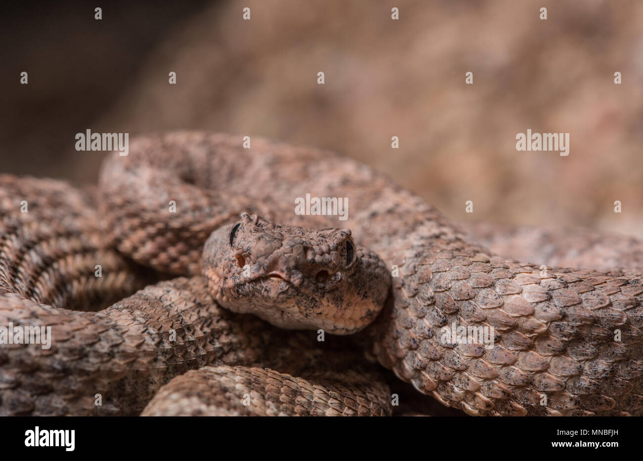 Baby rattlesnake hi-res stock photography and images - Alamy