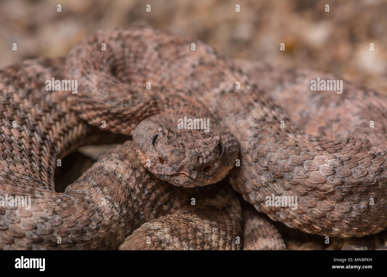 Baby rattlesnake hi-res stock photography and images - Alamy