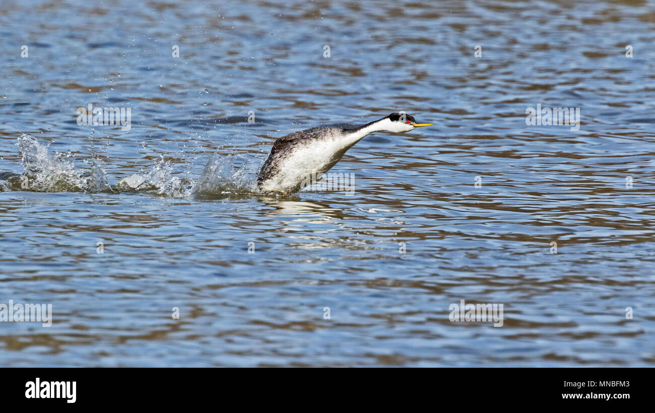 Western grebe rushing across the water during mating season on Upper ...