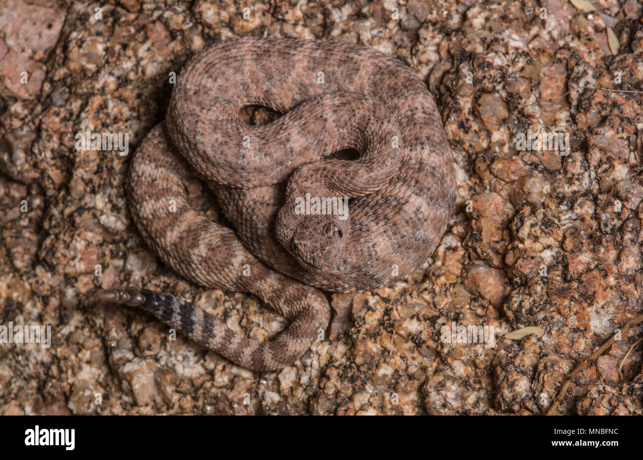 Baby rattlesnake hi-res stock photography and images - Alamy