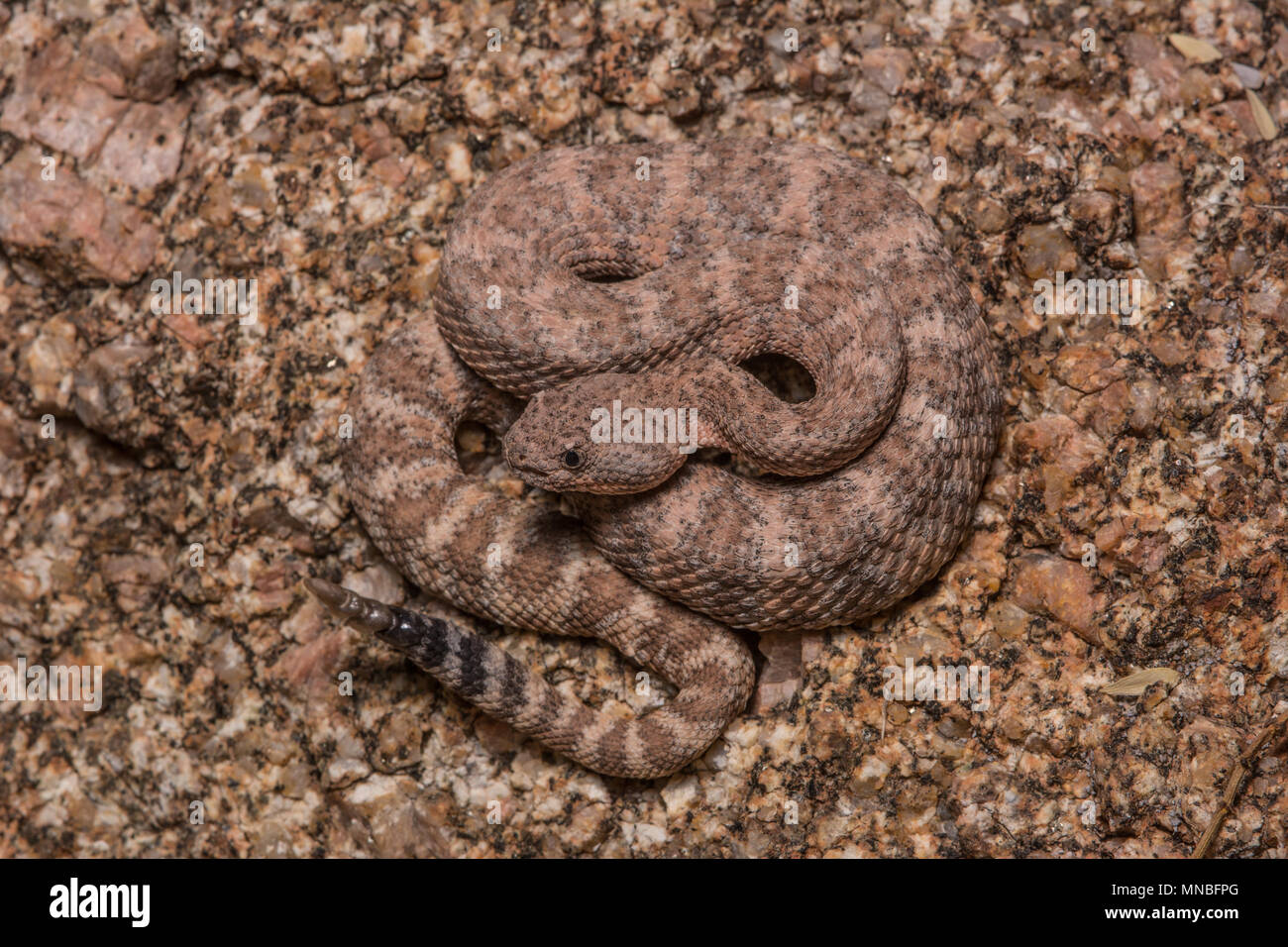 Baby rattlesnake hi-res stock photography and images - Alamy